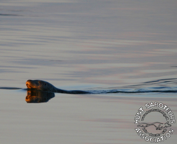 The Seal Cull - Hunt Saboteurs Association