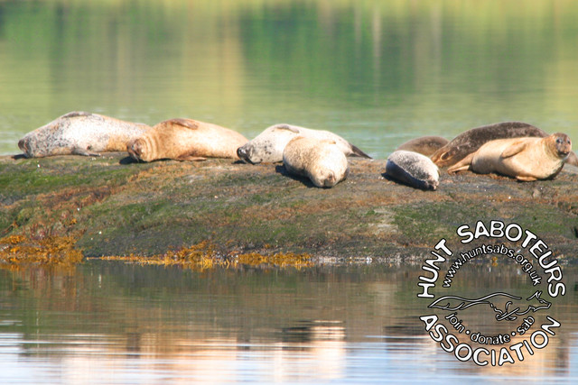 The Seal Cull - Hunt Saboteurs Association