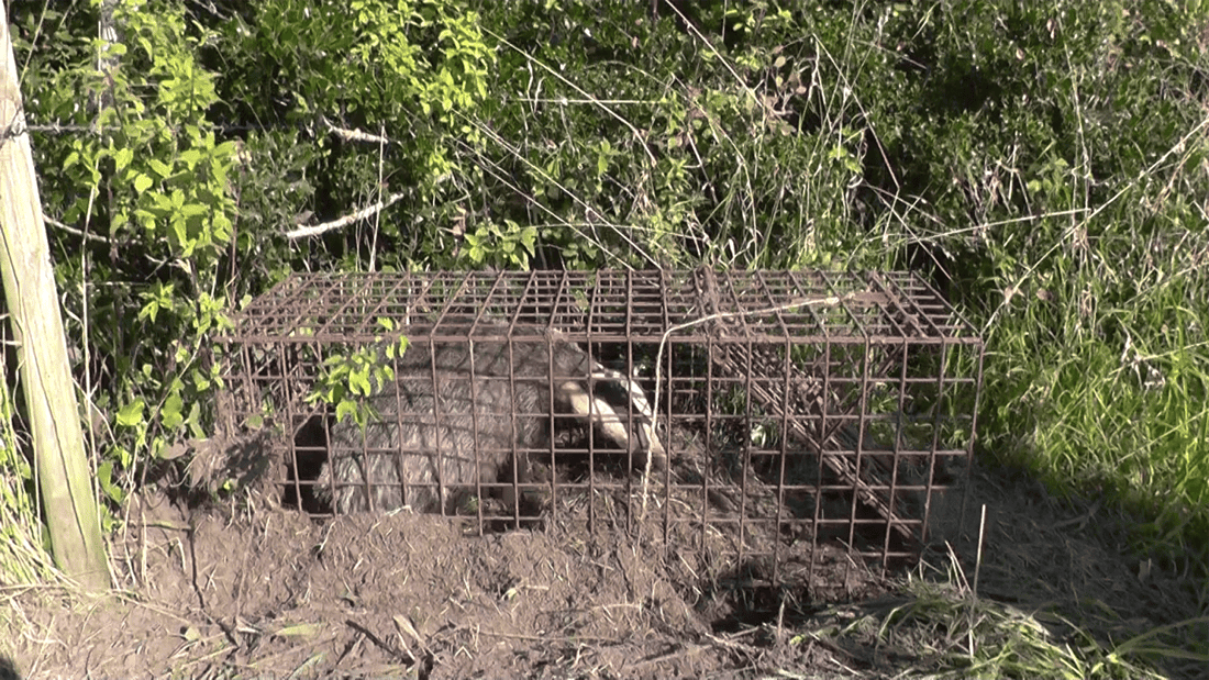The Badger Cull – Coming to a County Near You - Hunt Saboteurs Association