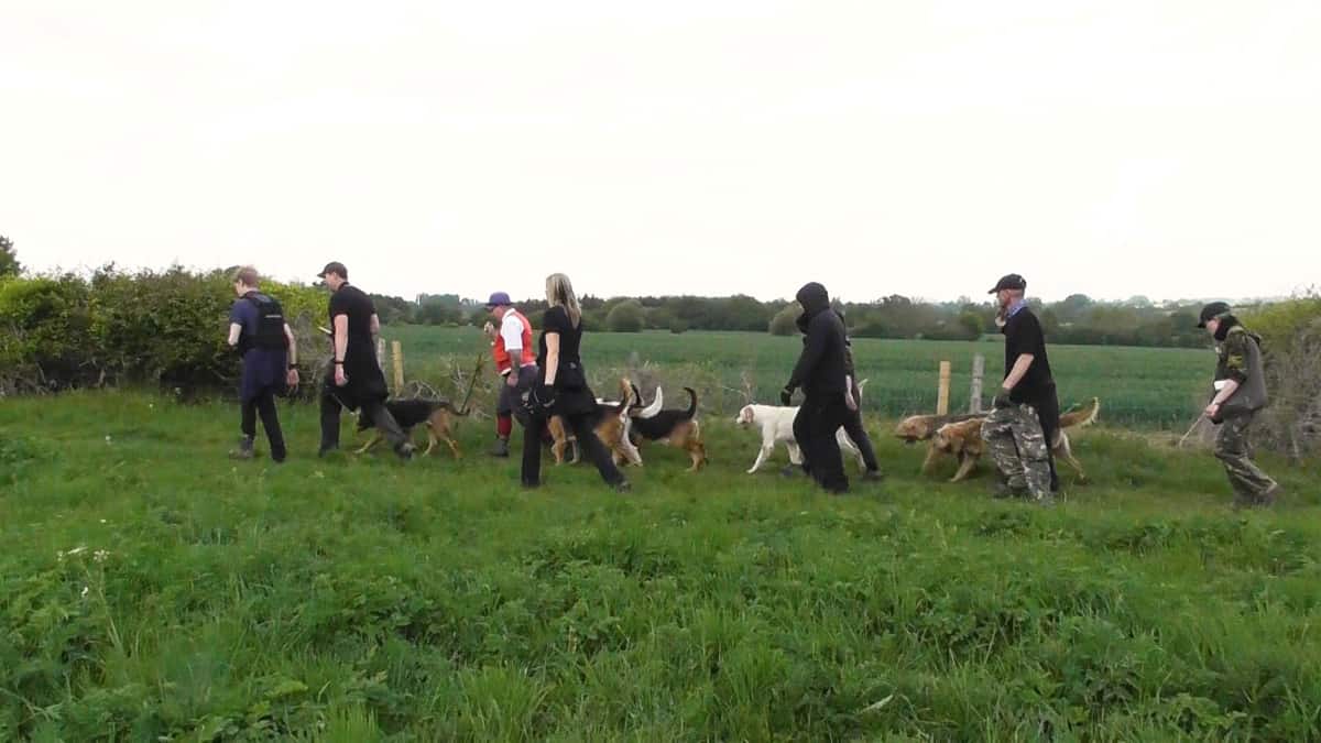 Mink Hunting: The Secretive Summer Bloodsport - Hunt Saboteurs Association