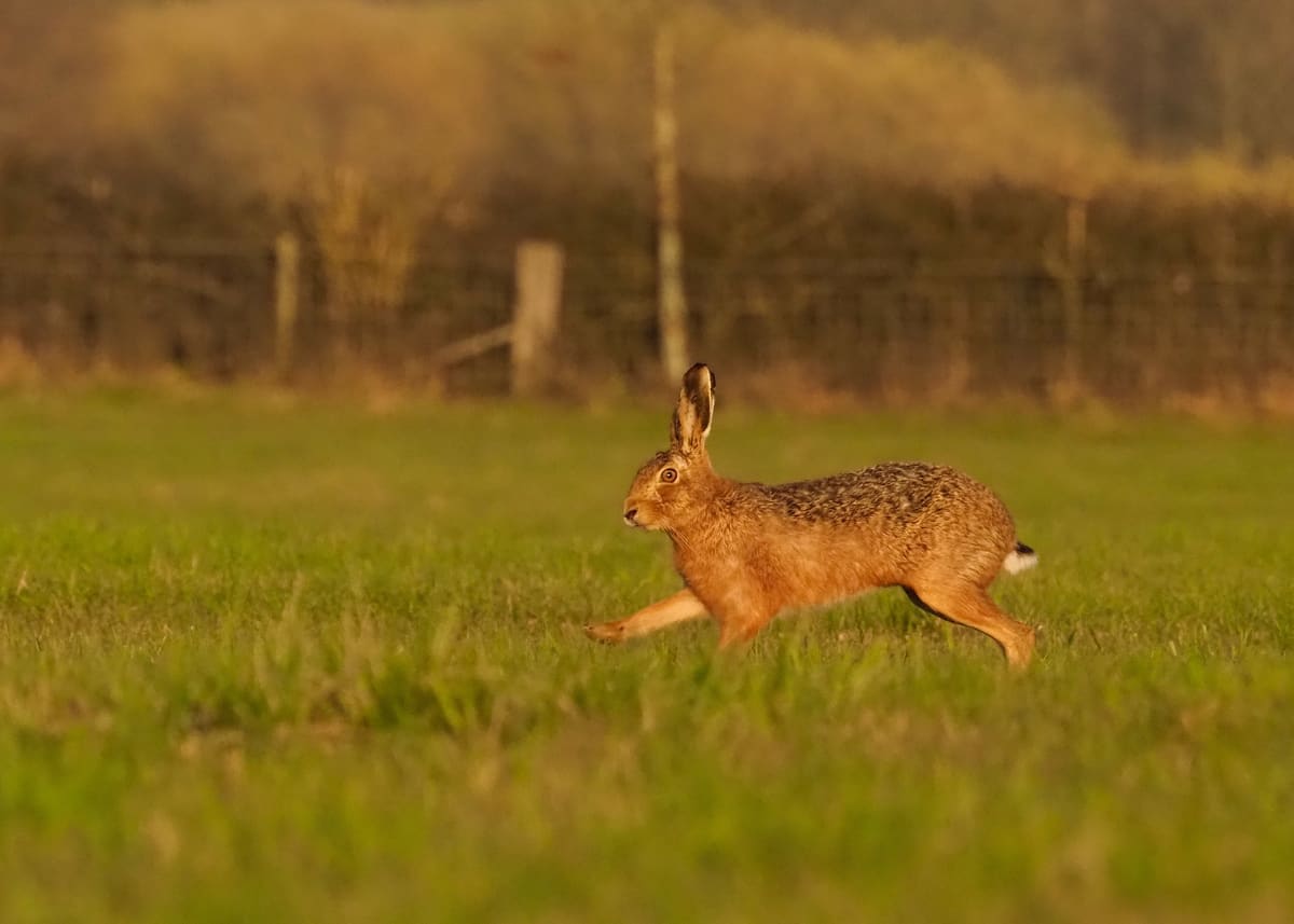 Leveret Hunting: So Horrible It Doesn’t Exist! - Hunt Saboteurs Association