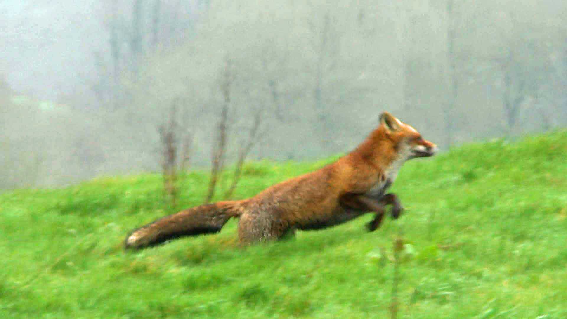 Absolute Scum: Seavington Huntsman Admits Hunting 'Bagged' Fox - Hunt ...