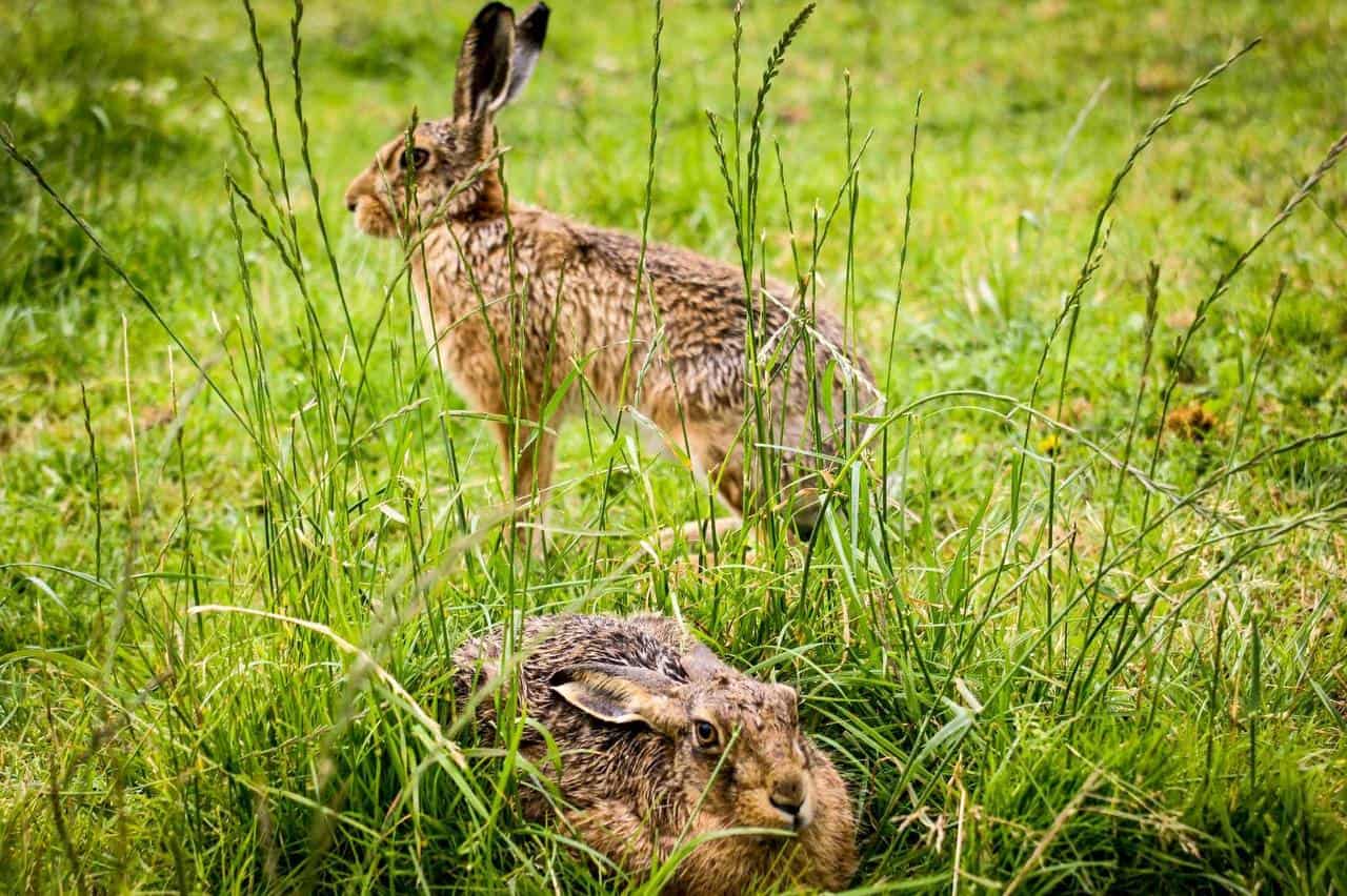 Young hares targeted as new hunting season begins - Hunt Saboteurs ...