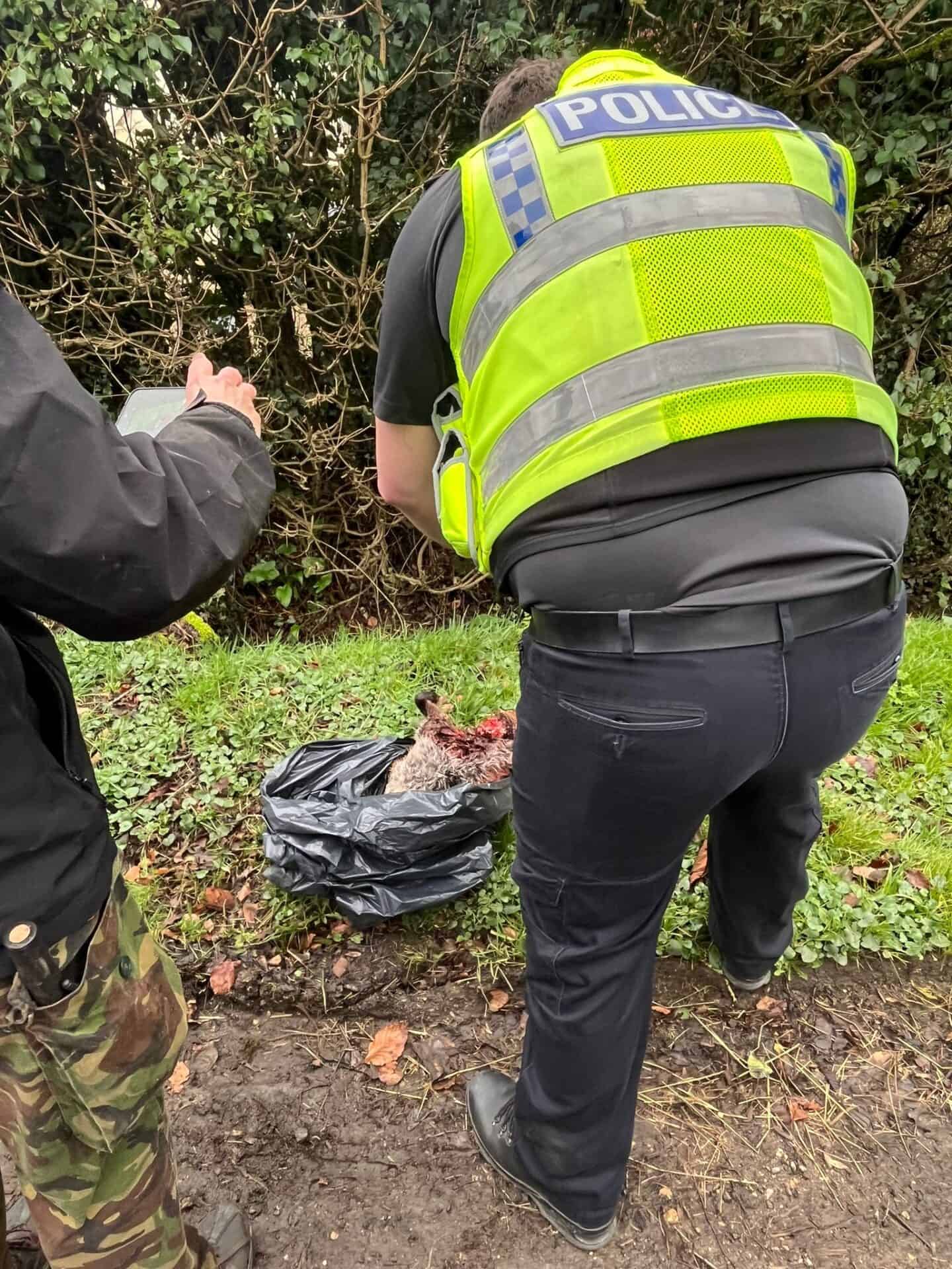 Fox Found Mutilated in Wood During Hunt - Hunt Saboteurs Association