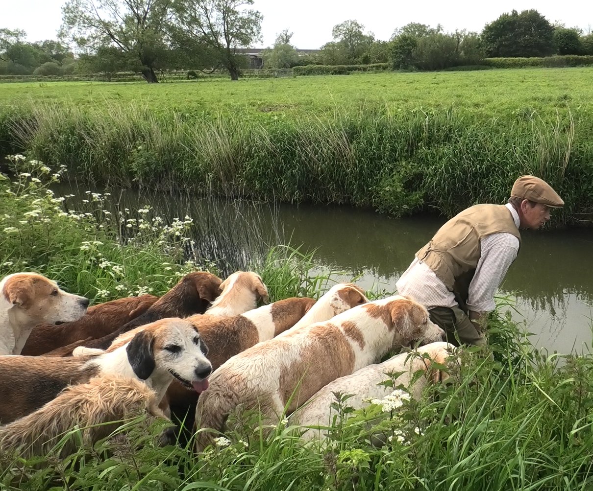Mink Hunts Routed North And South - Hunt Saboteurs Association