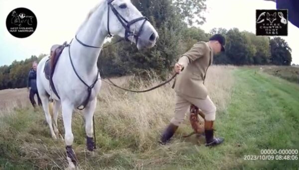 Fox Hunting - Where Do They Stand? - Hunt Saboteurs Association