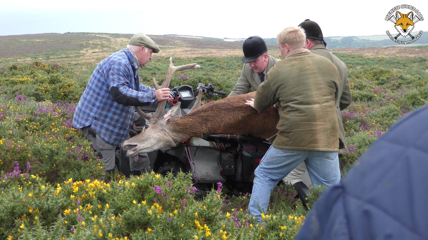 Horror In The Hills As Stag Hunting Season Begins - Hunt Saboteurs ...