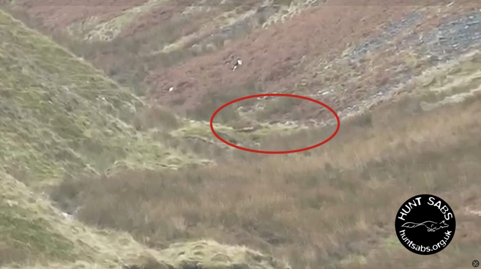 Sabs Save Hunted Fox In Lake District! - Hunt Saboteurs Association
