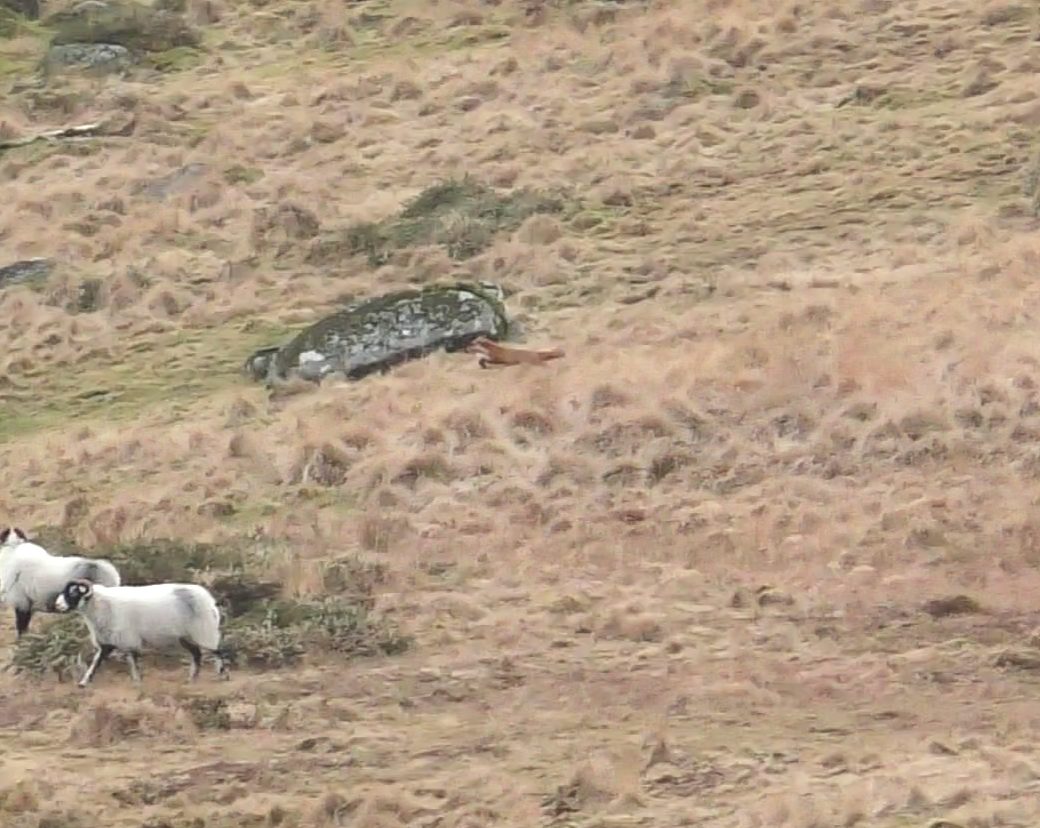 20 years later, they’re still hunting, so we’re still sabbing! - Hunt ...