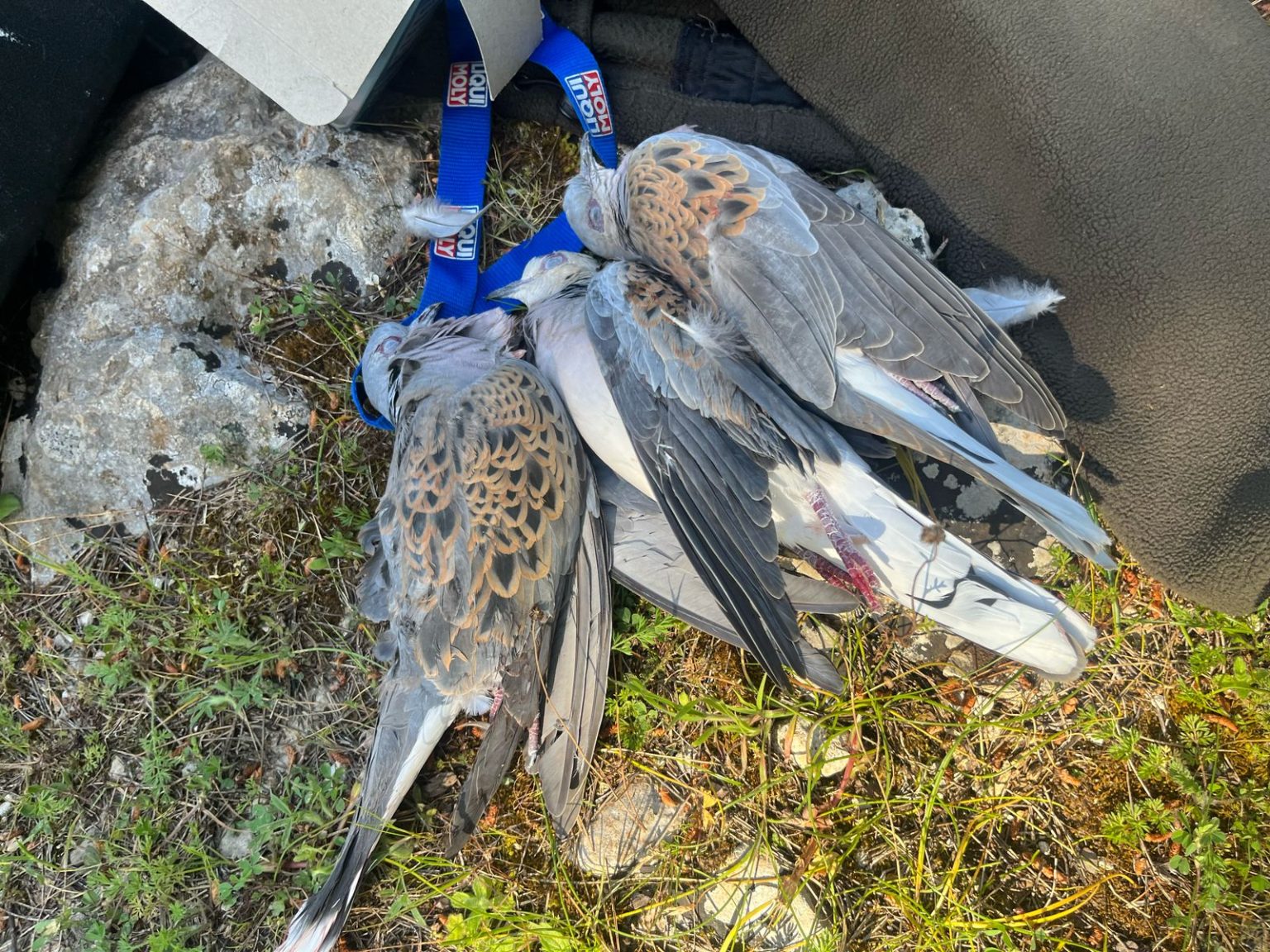 UK Hunt Sab In Ambush By Greek Shooters - Hunt Saboteurs Association