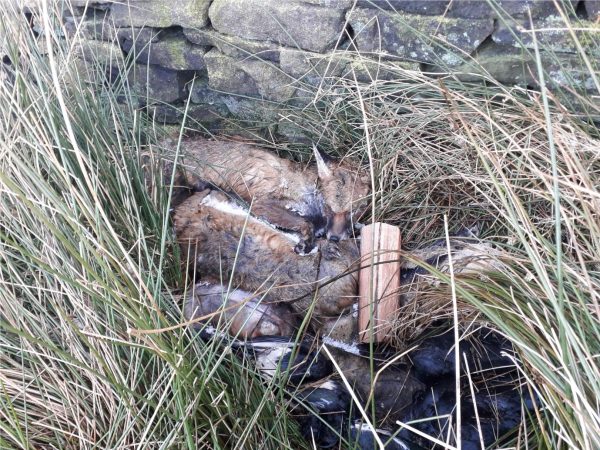 Word On The Wire: An End To Snaring In England? - Hunt Saboteurs ...