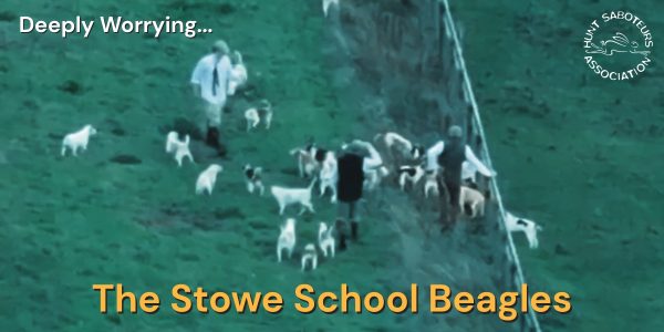 Deeply Worrying: The Stowe School Beagles - Hunt Saboteurs Association